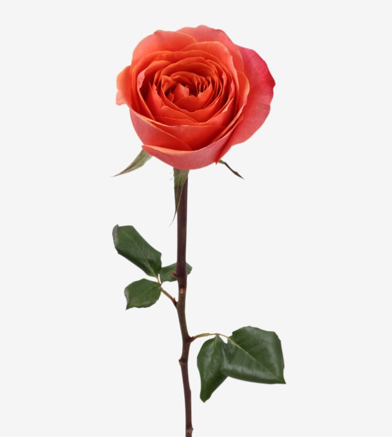 Our Roses – Elite Flower