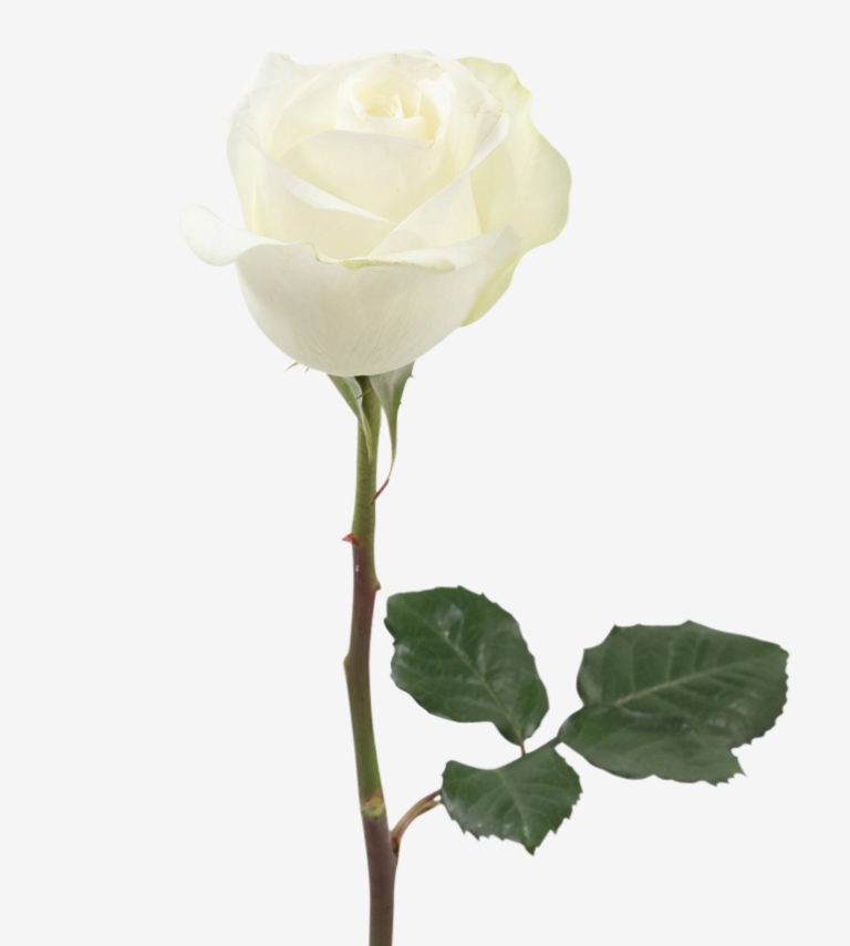 Our Roses – Elite Flower