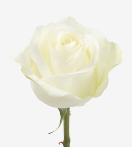 Our Roses – Elite Flower