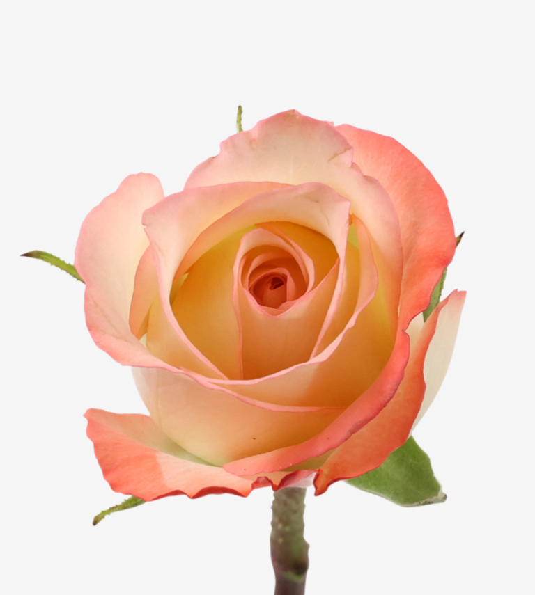 Our Roses – Elite Flower