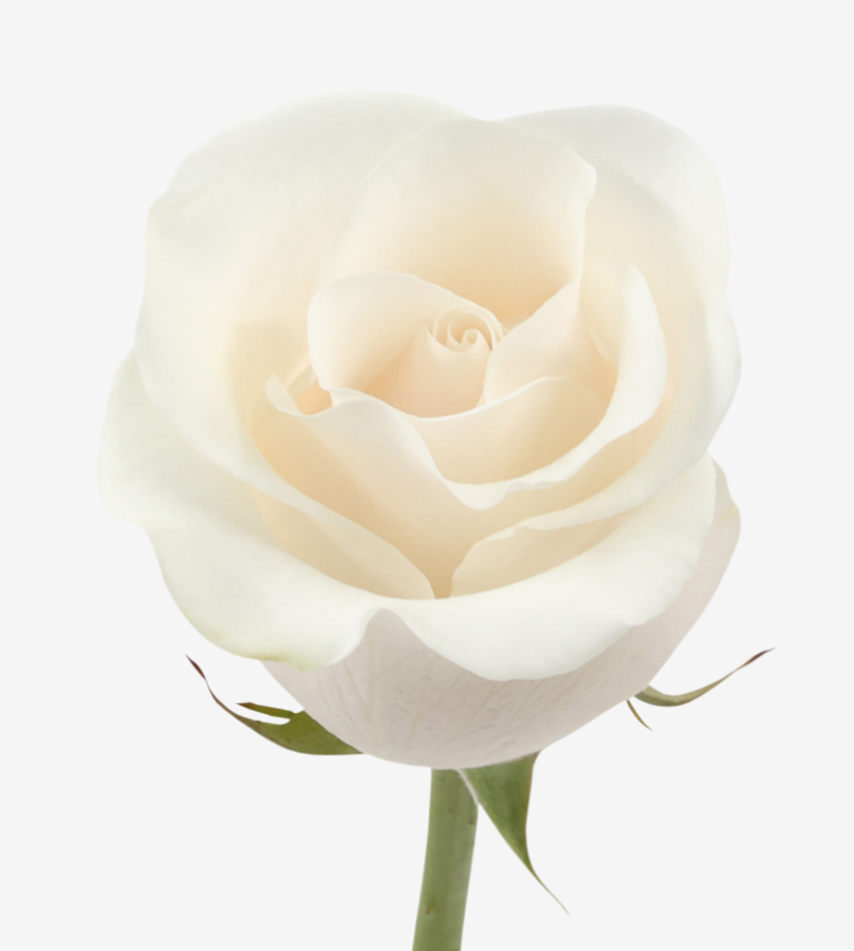 Our Roses – Elite Flower