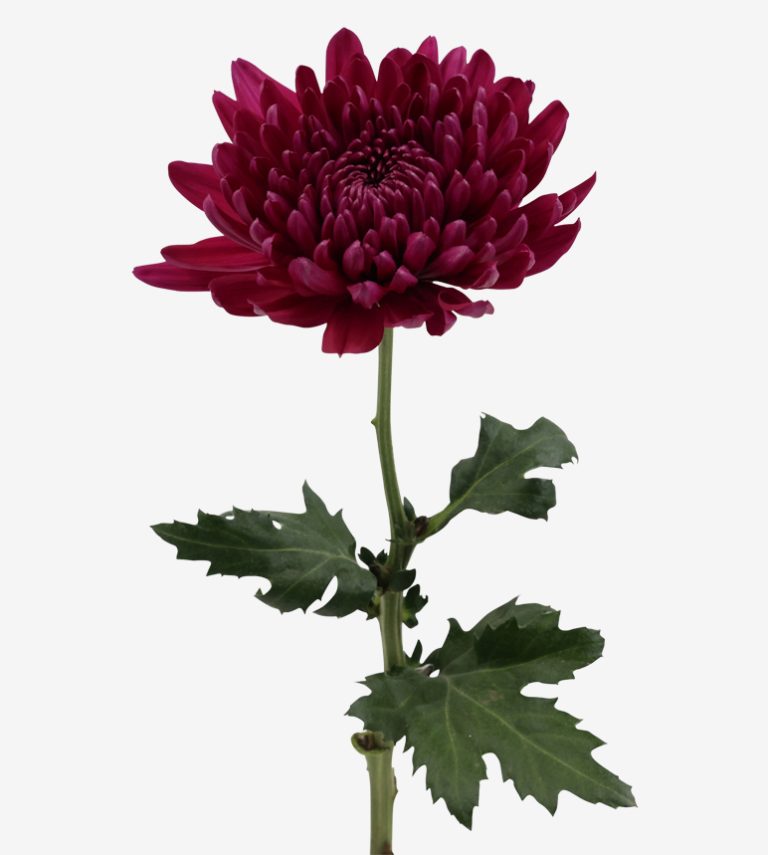 Market Bunches – Focal – Elite Flower