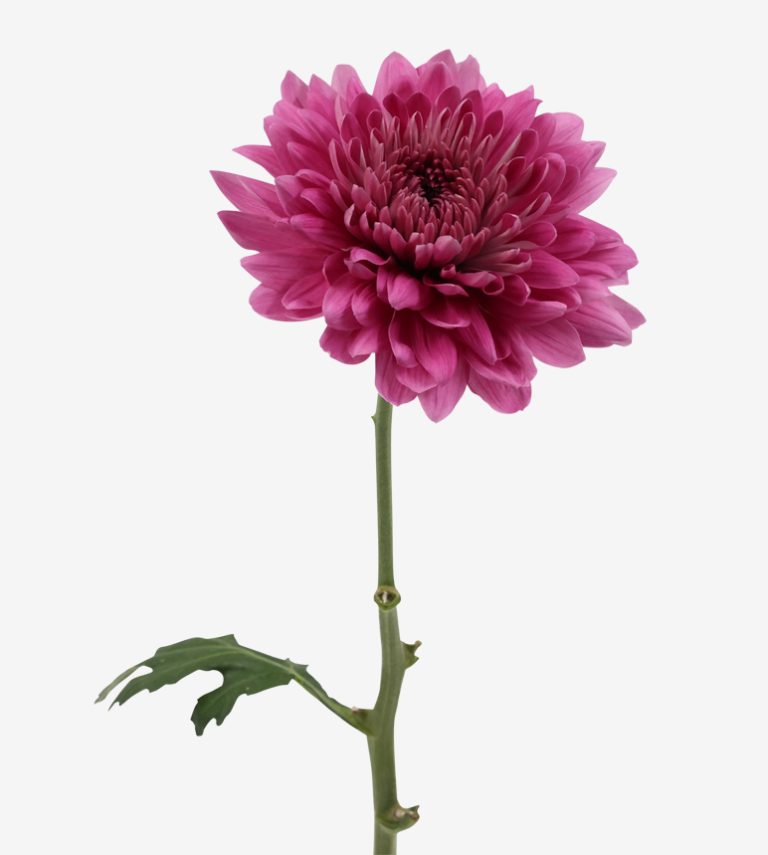 Market Bunches – Focal – Elite Flower