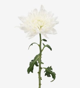 Market Bunches – Focal – Elite Flower