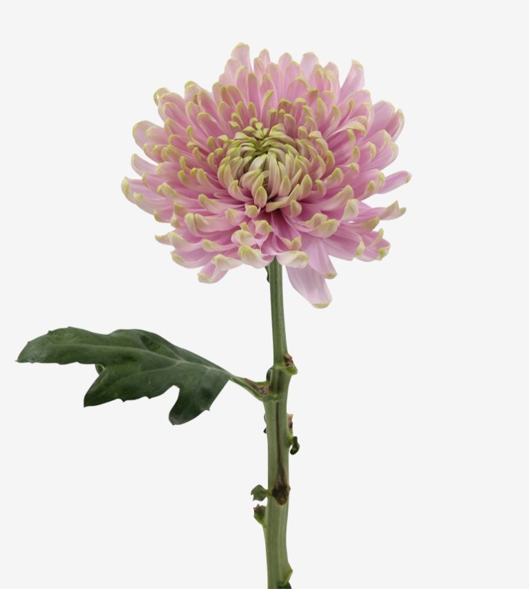 Market Bunches – Focal – Elite Flower