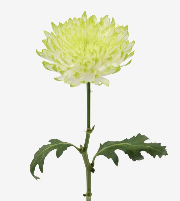 Market Bunches – Focal – Elite Flower