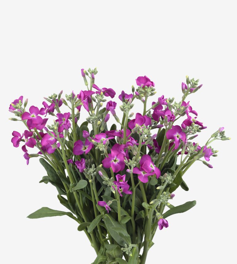 Market Bunches – Linear – Elite Flower