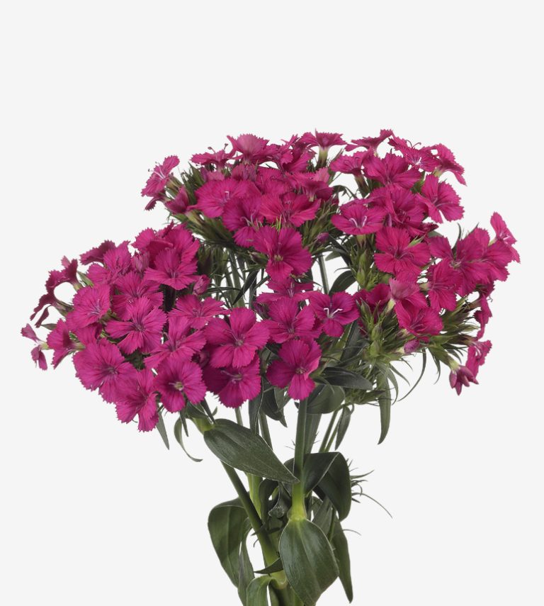 Market Bunches – Fillers – Elite Flower