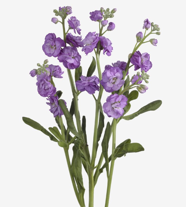 Market Bunches – Linear – Elite Flower
