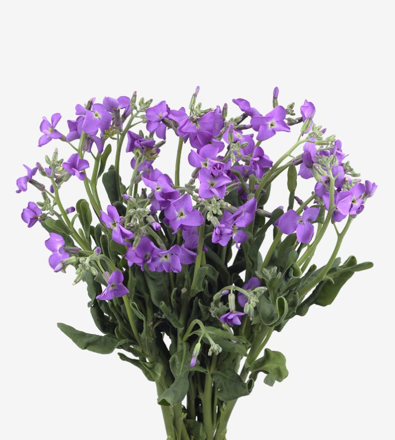 Market Bunches – Linear – Elite Flower