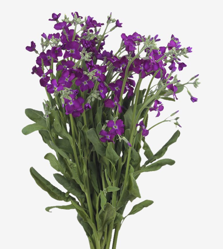 Market Bunches – Linear – Elite Flower