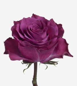 Our Roses – Elite Flower