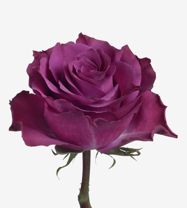 Our Roses – Elite Flower