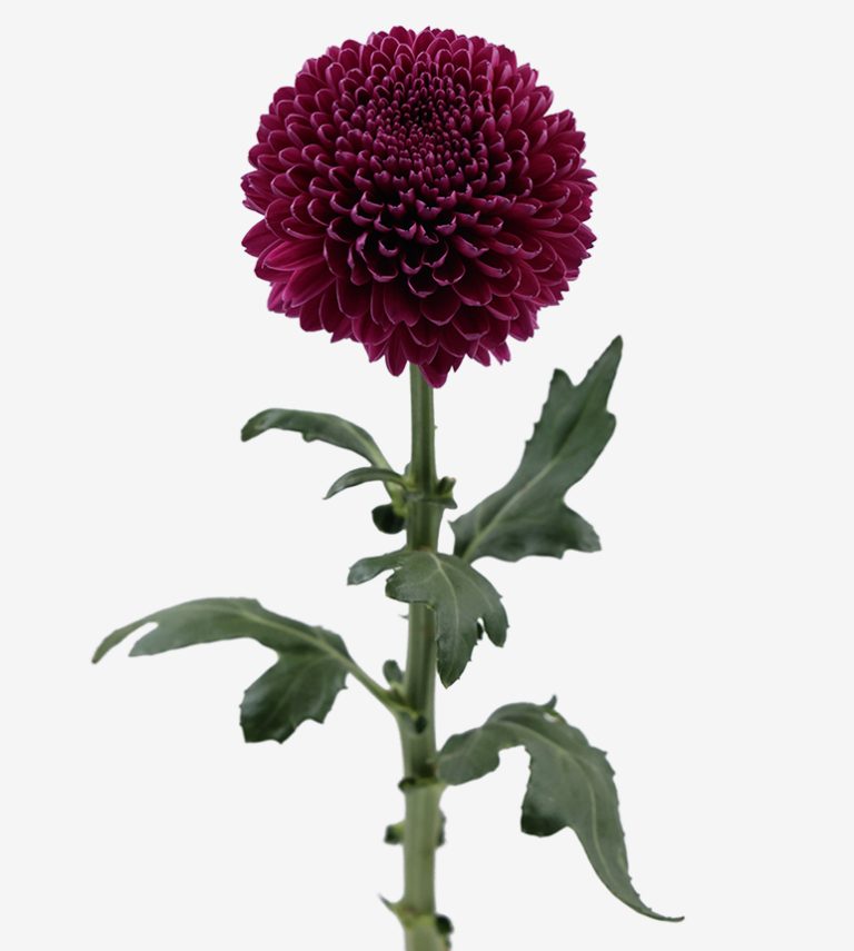 Market Bunches – Focal – Elite Flower