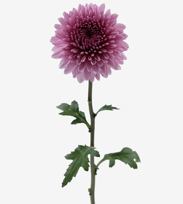 Market Bunches – Focal – Elite Flower