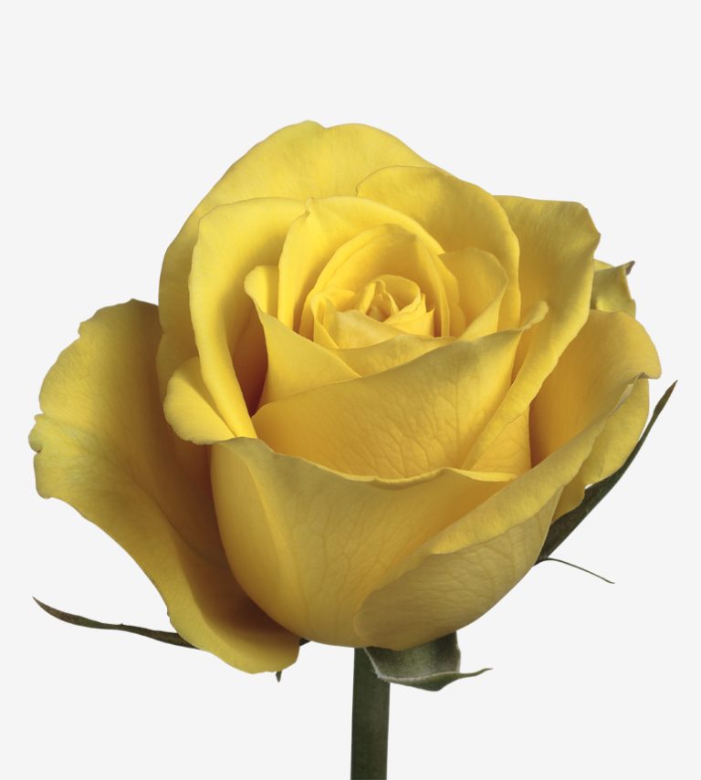 Our Roses – Elite Flower