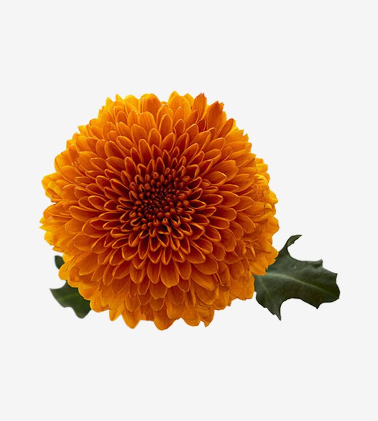 Market Bunches – Focal – Elite Flower