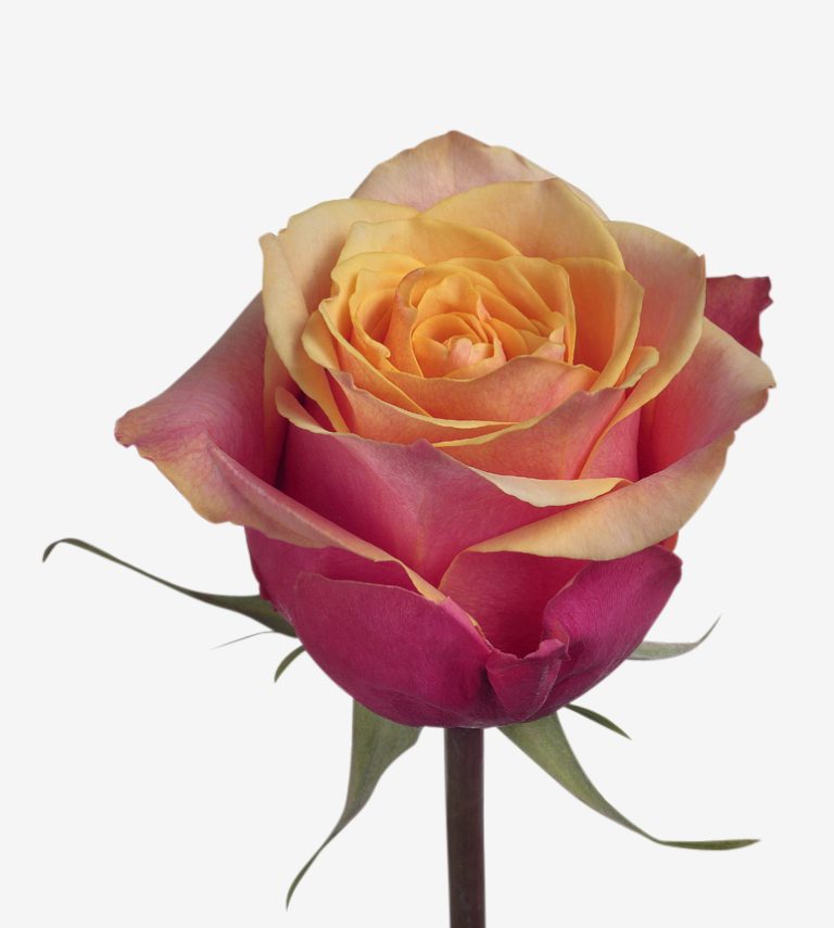 Our Roses – Elite Flower