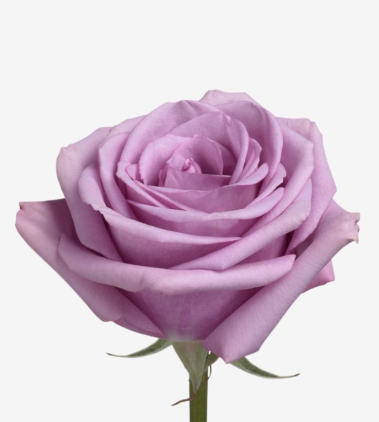 Our Roses – Elite Flower