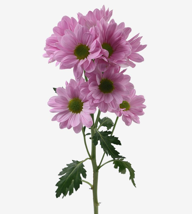 Market Bunches – Focal – Elite Flower