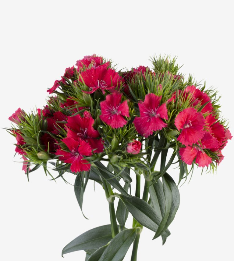 Market Bunches – Fillers – Elite Flower