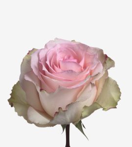 Our Roses – Elite Flower