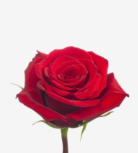 Our Roses – Elite Flower