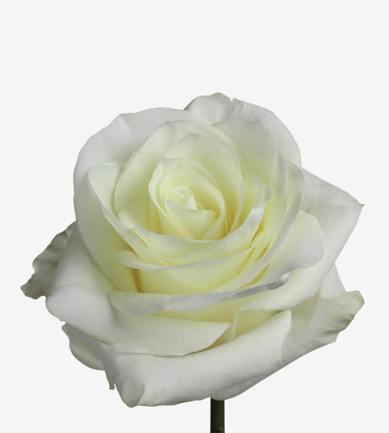 Our Roses – Elite Flower