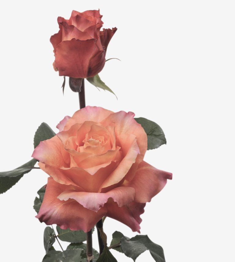 Our Flowers – Elite Flower