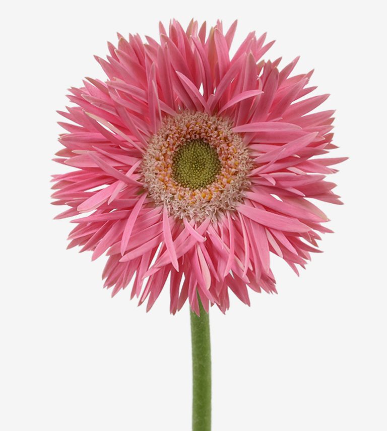 Market Bunches – Focal – Elite Flower