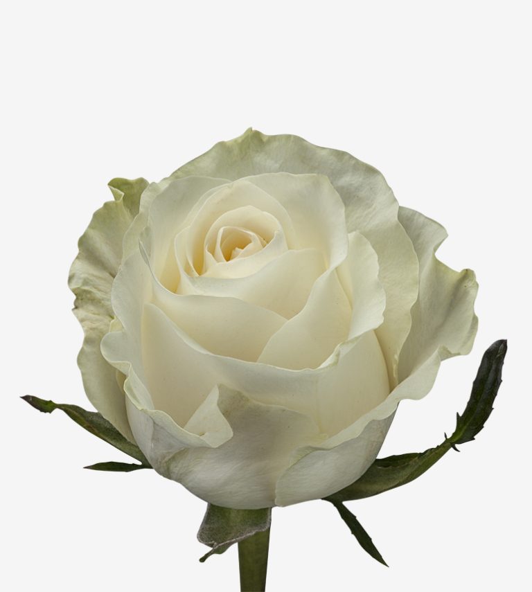 Our Roses – Elite Flower