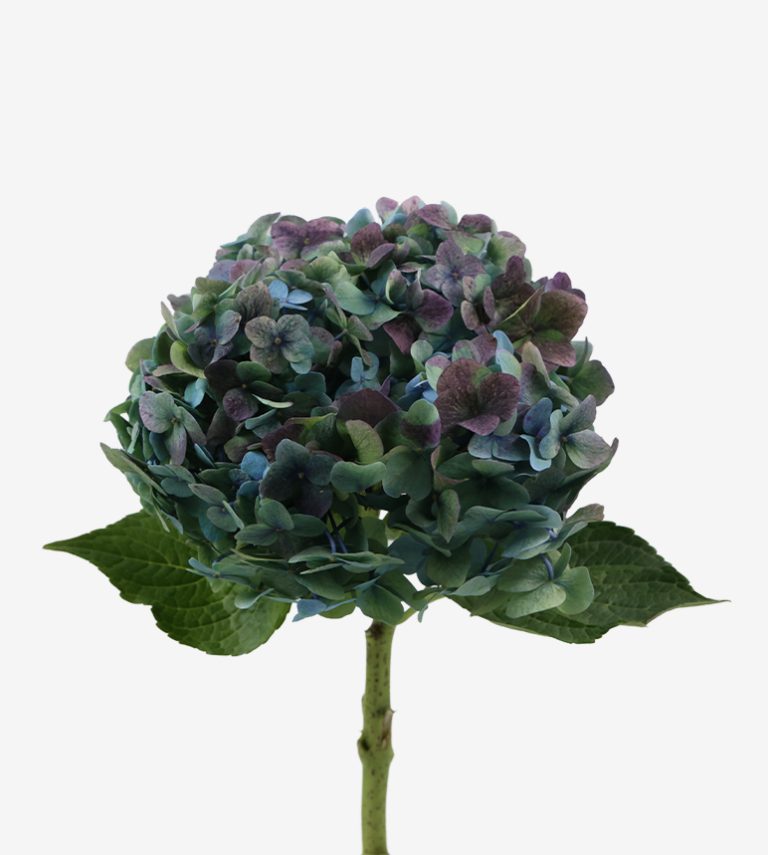 Market Bunches – Focal – Elite Flower