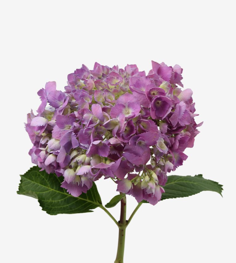 Market Bunches – Focal – Elite Flower