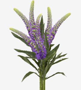 Market Bunches – Linear – Elite Flower