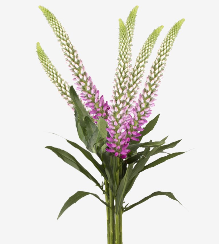 Market Bunches – Linear – Elite Flower