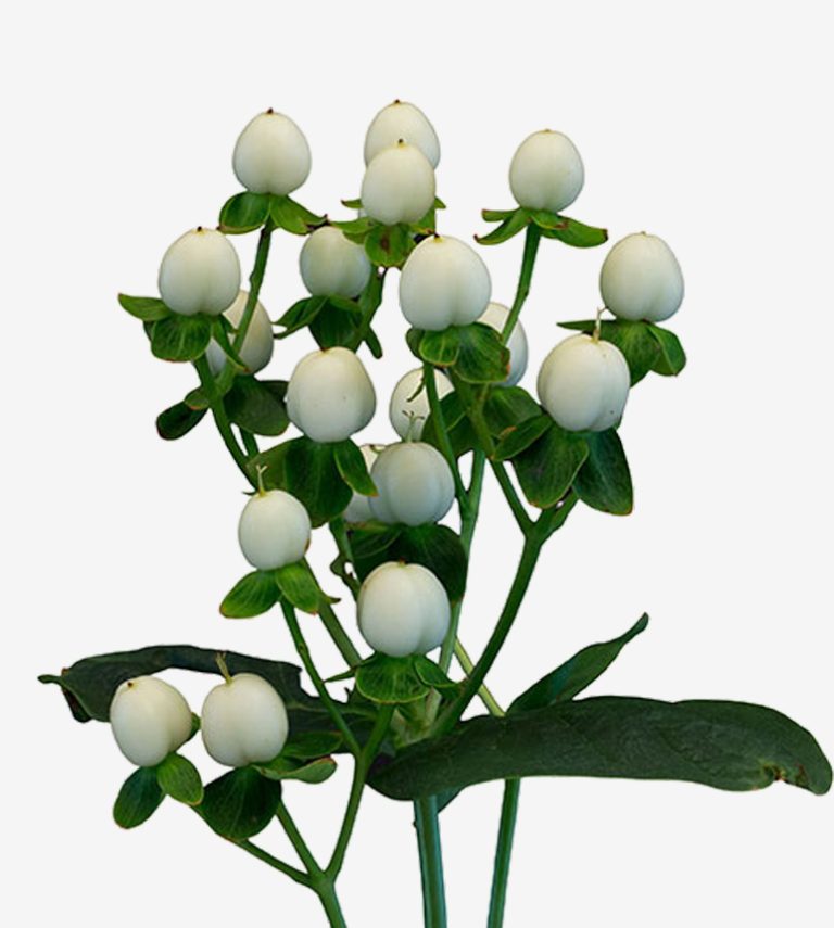 Market Bunches – Fillers – Elite Flower