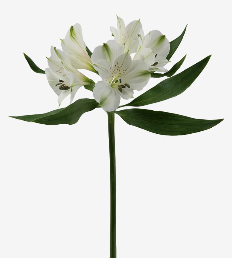 Market Bunches – Basic – Elite Flower