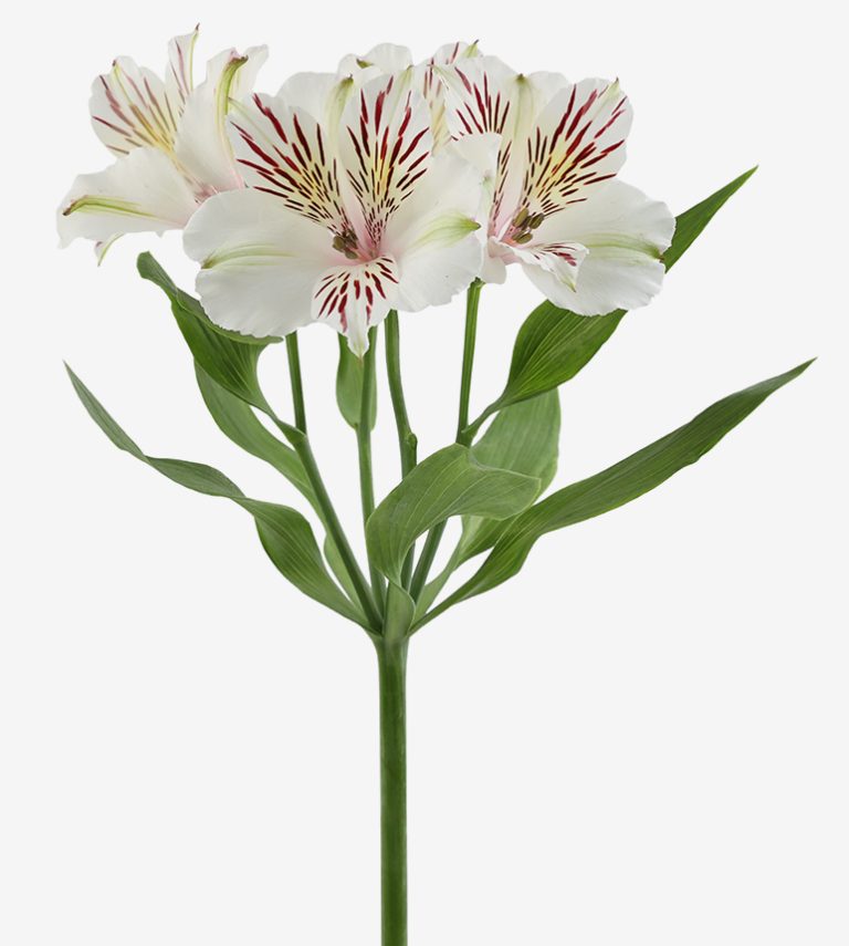 Market Bunches – Basic – Elite Flower