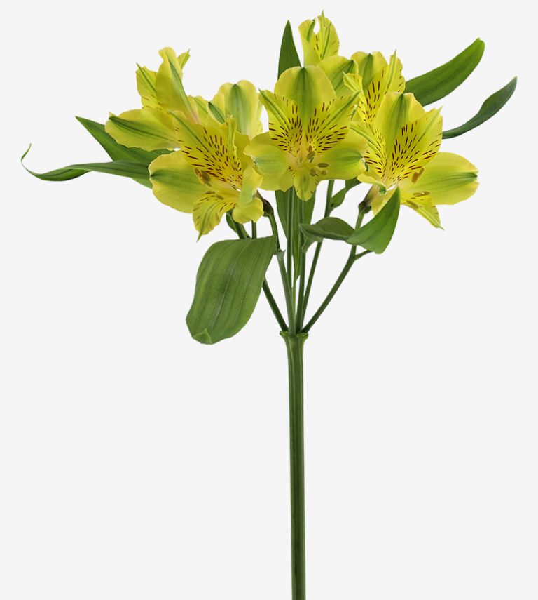 Market Bunches – Basic – Elite Flower