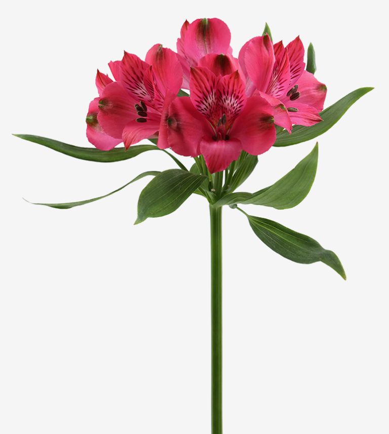 Market Bunches – Basic – Elite Flower