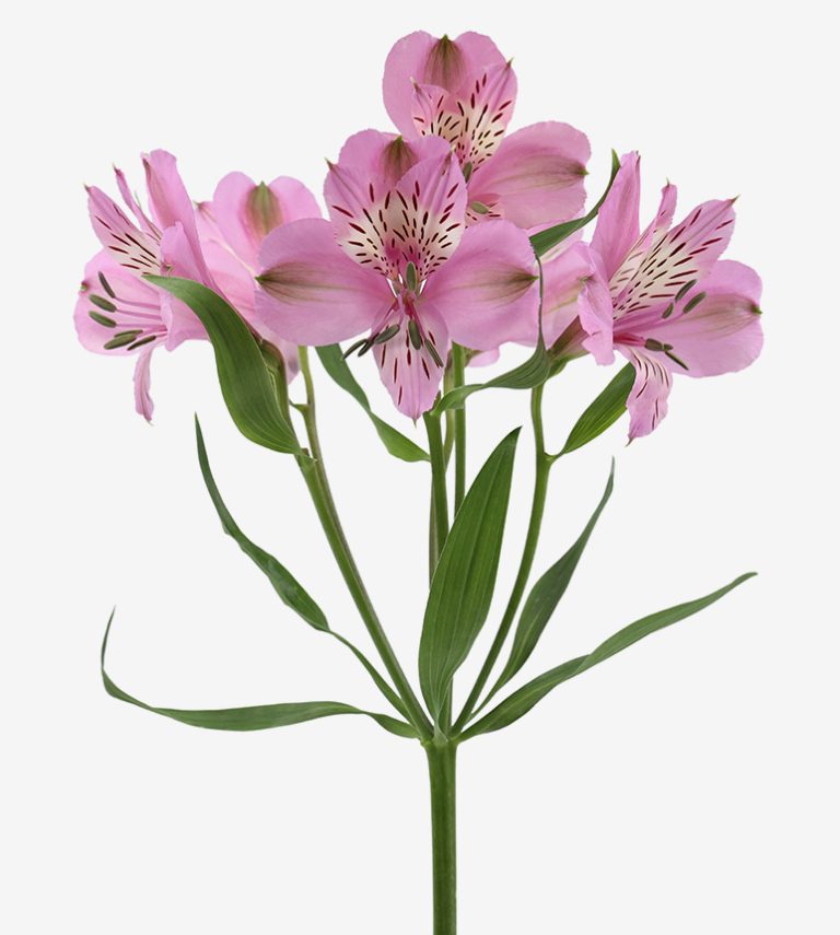 Market Bunches – Basic – Elite Flower