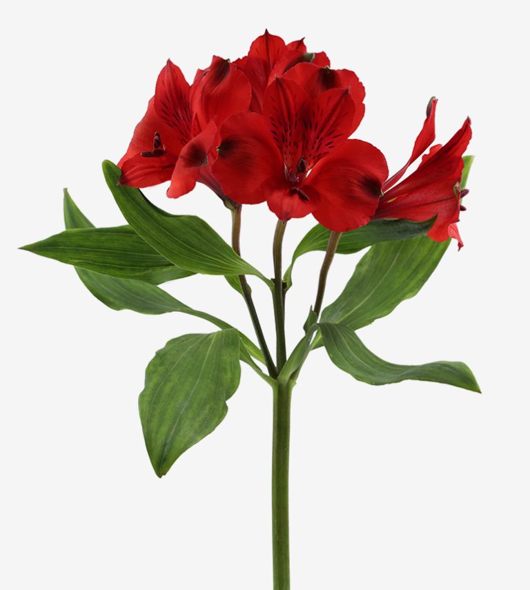 Market Bunches – Basic – Elite Flower