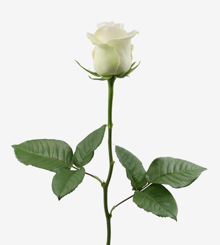 Our Roses – Elite Flower