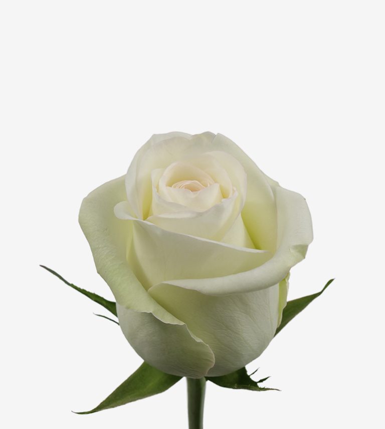 Our Roses – Elite Flower