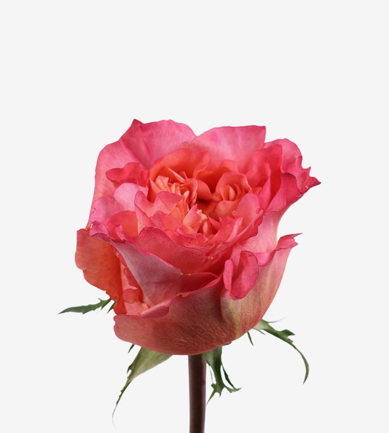 Our Roses – Elite Flower