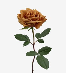 Our Roses – Elite Flower