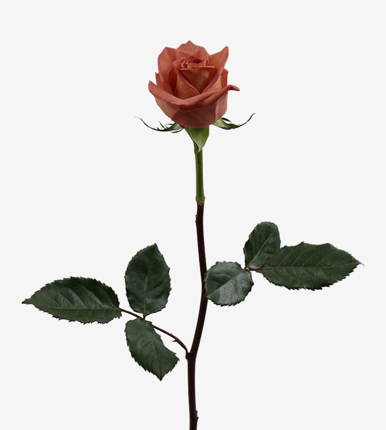 Our Roses – Elite Flower