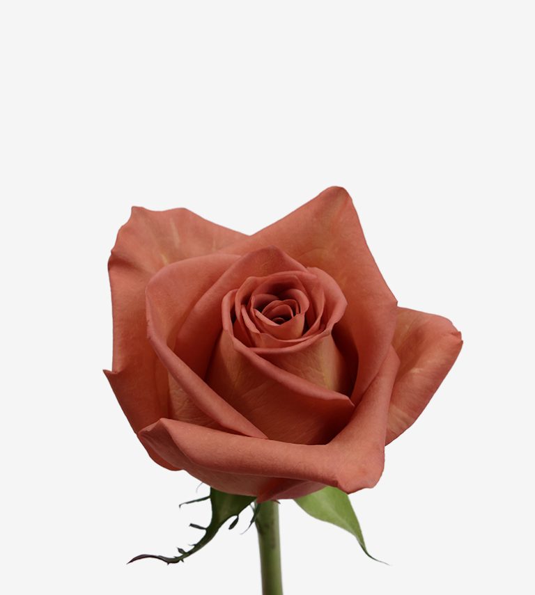 Our Roses – Elite Flower