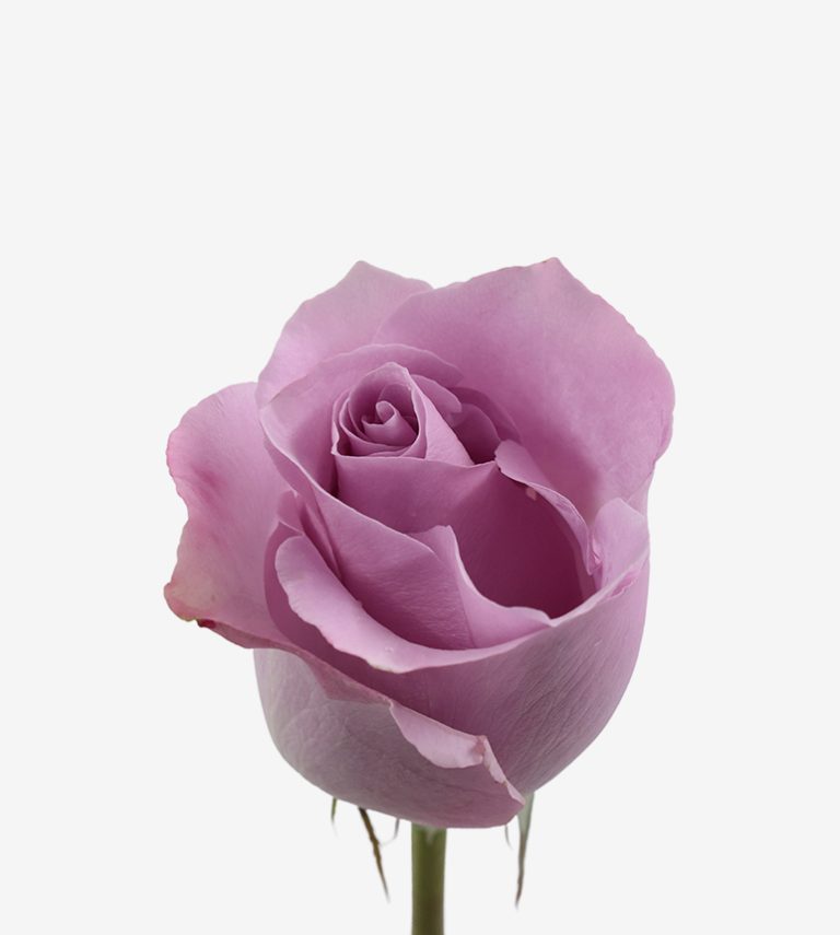 Our Roses – Elite Flower