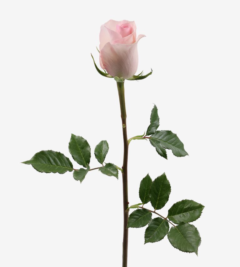 Our Roses – Elite Flower